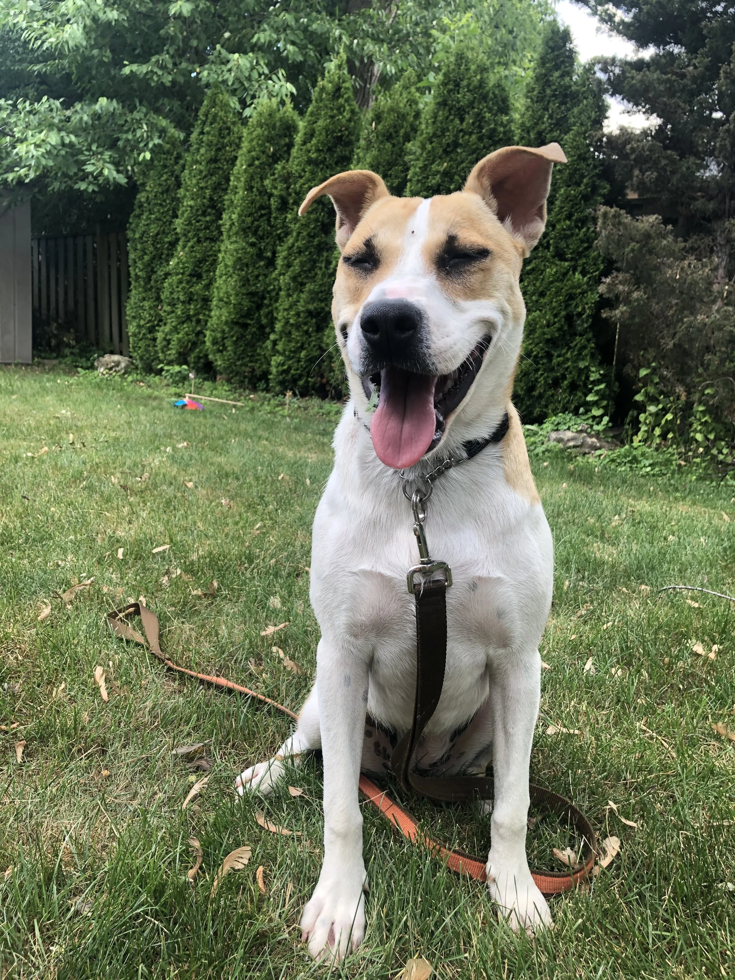 All Dogs — Save Our Scruff