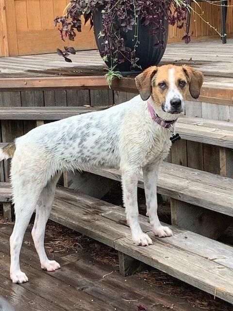 All Dogs — Save Our Scruff