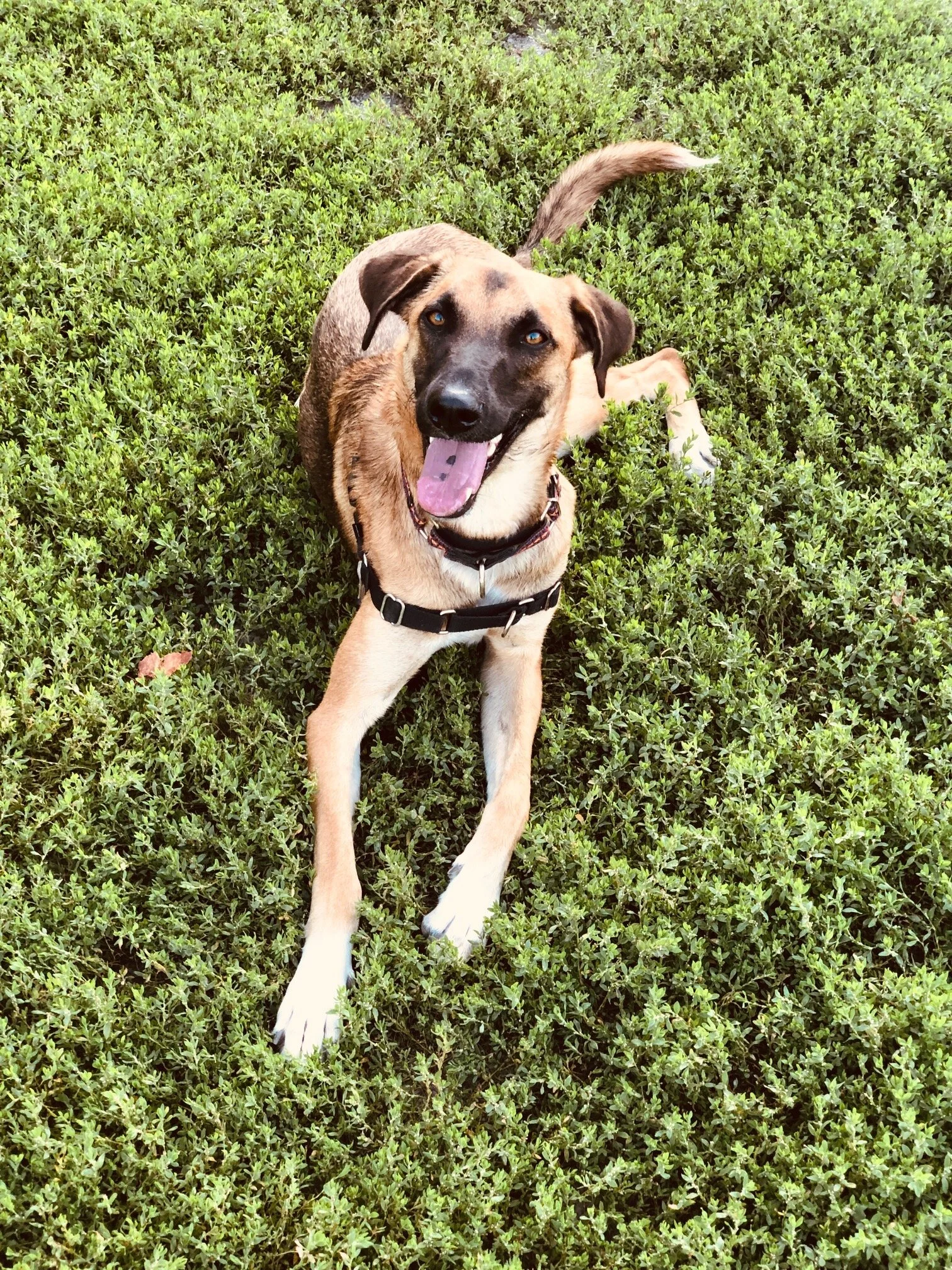 All Dogs — Save Our Scruff