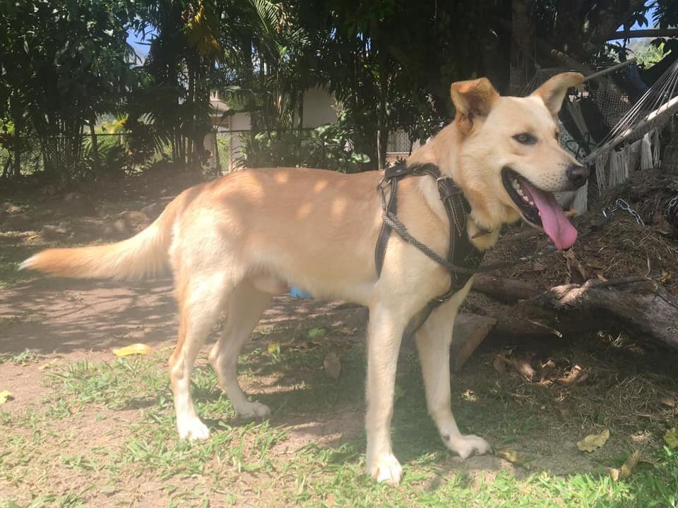 All Dogs — Save Our Scruff