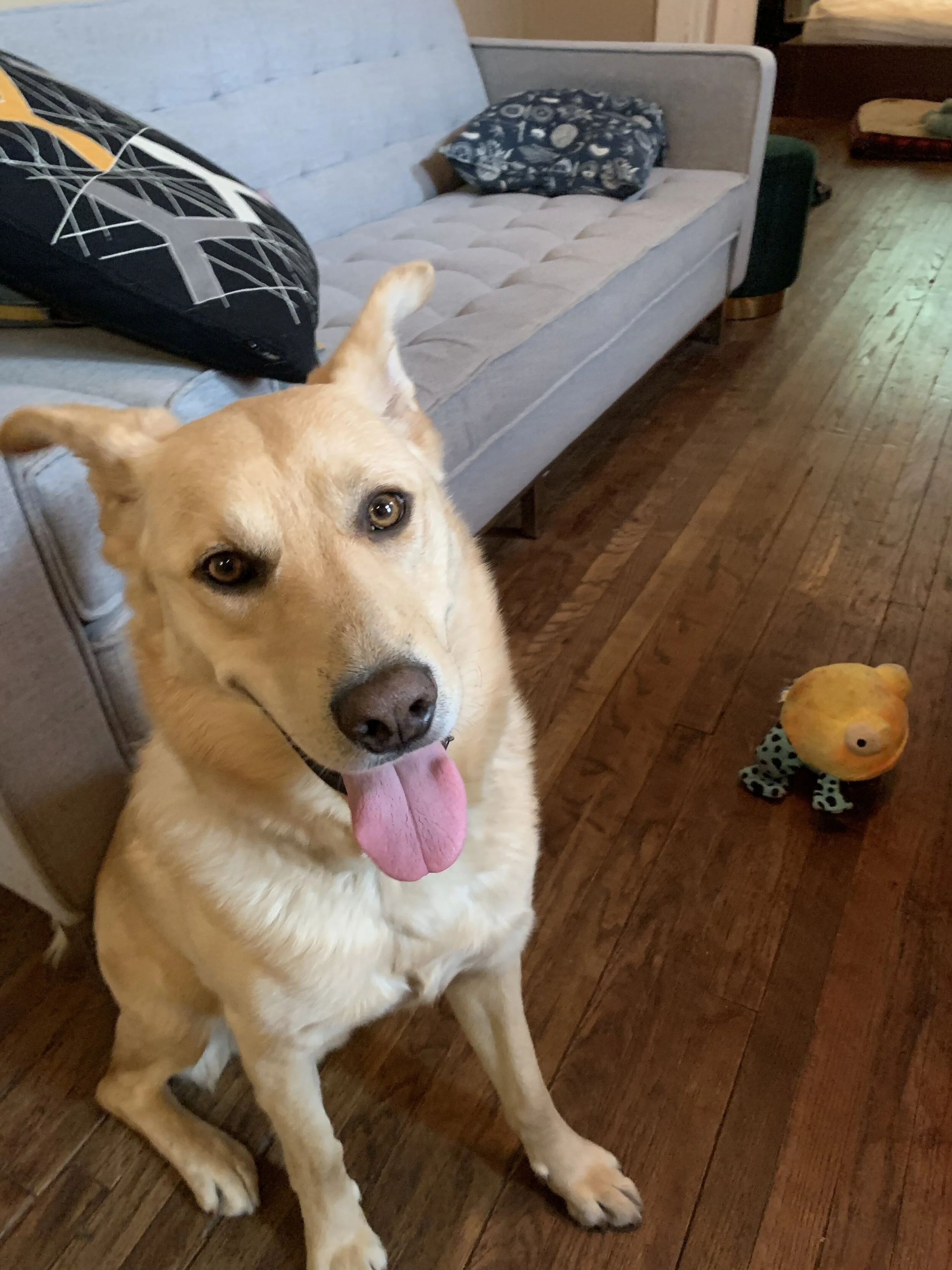 All Dogs — Save Our Scruff