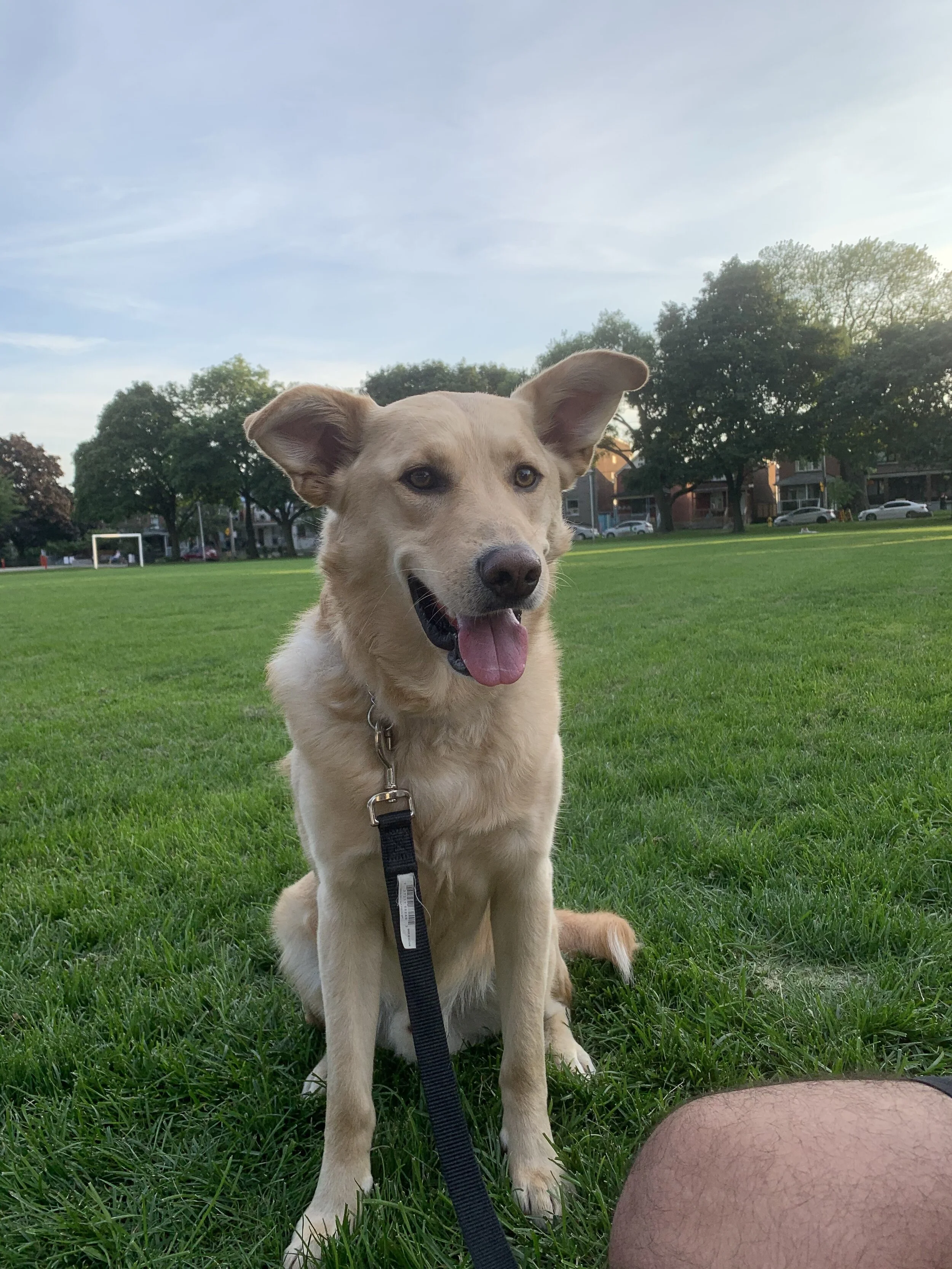 All Dogs — Save Our Scruff