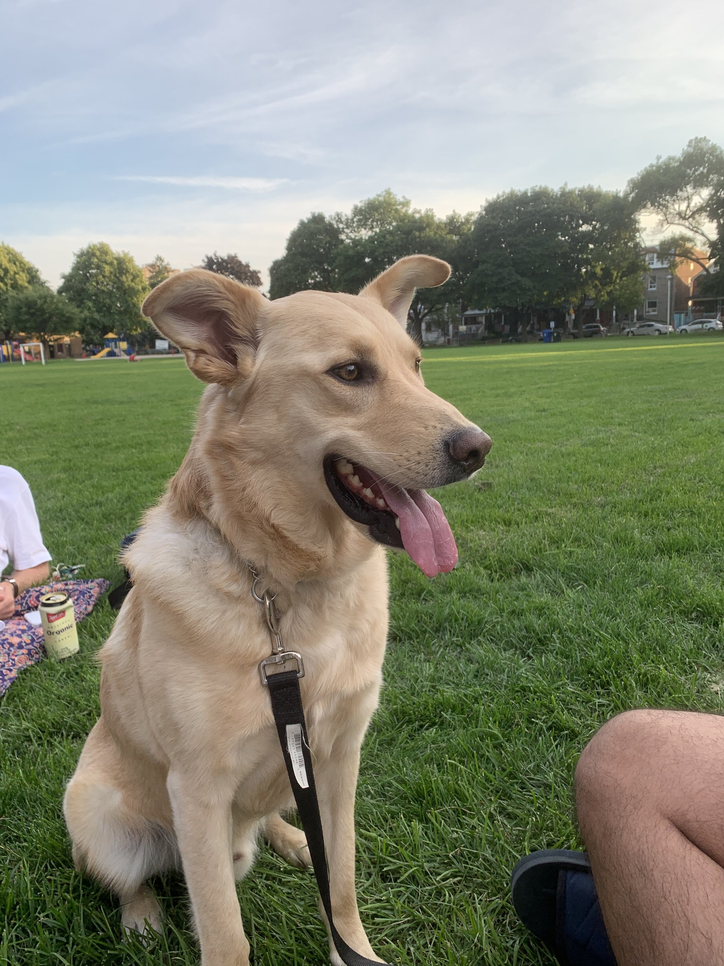 All Dogs — Save Our Scruff