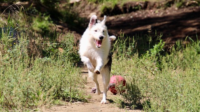 Casper Goes To Camp | Save Our Scruff Canada