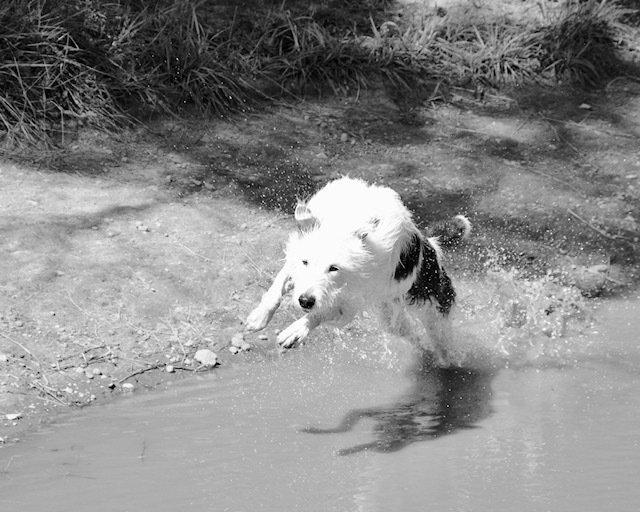 Casper Goes To Camp | Save Our Scruff Canada