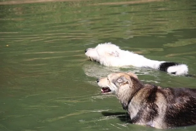 Casper Goes To Camp | Save Our Scruff Canada