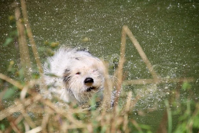Casper Goes To Camp | Save Our Scruff Canada