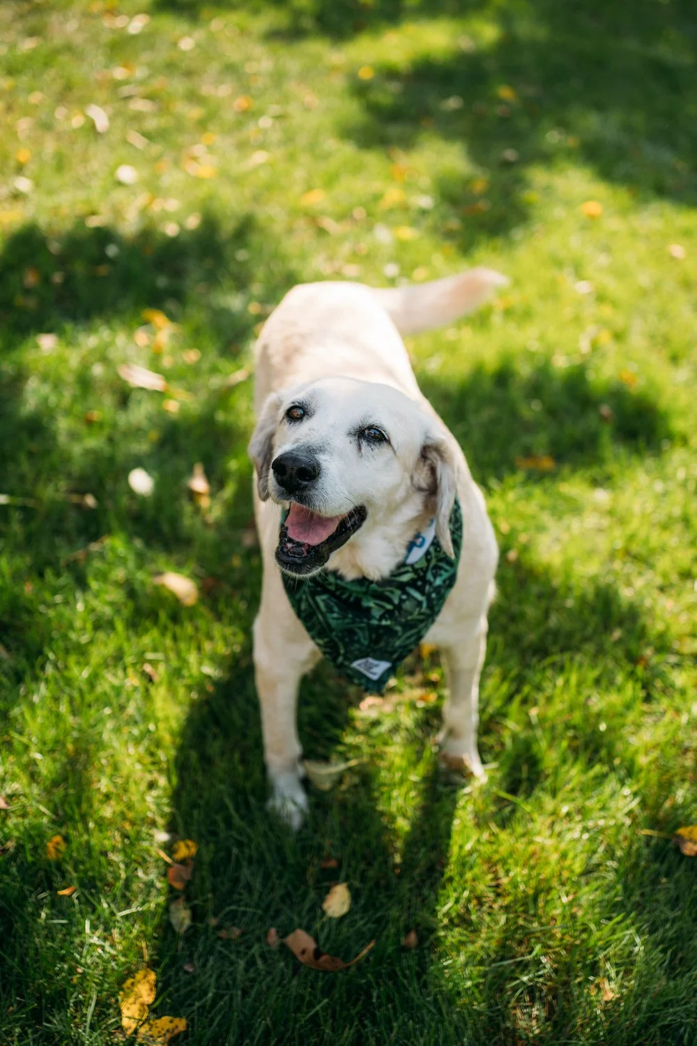 Available Dogs — Save Our Scruff