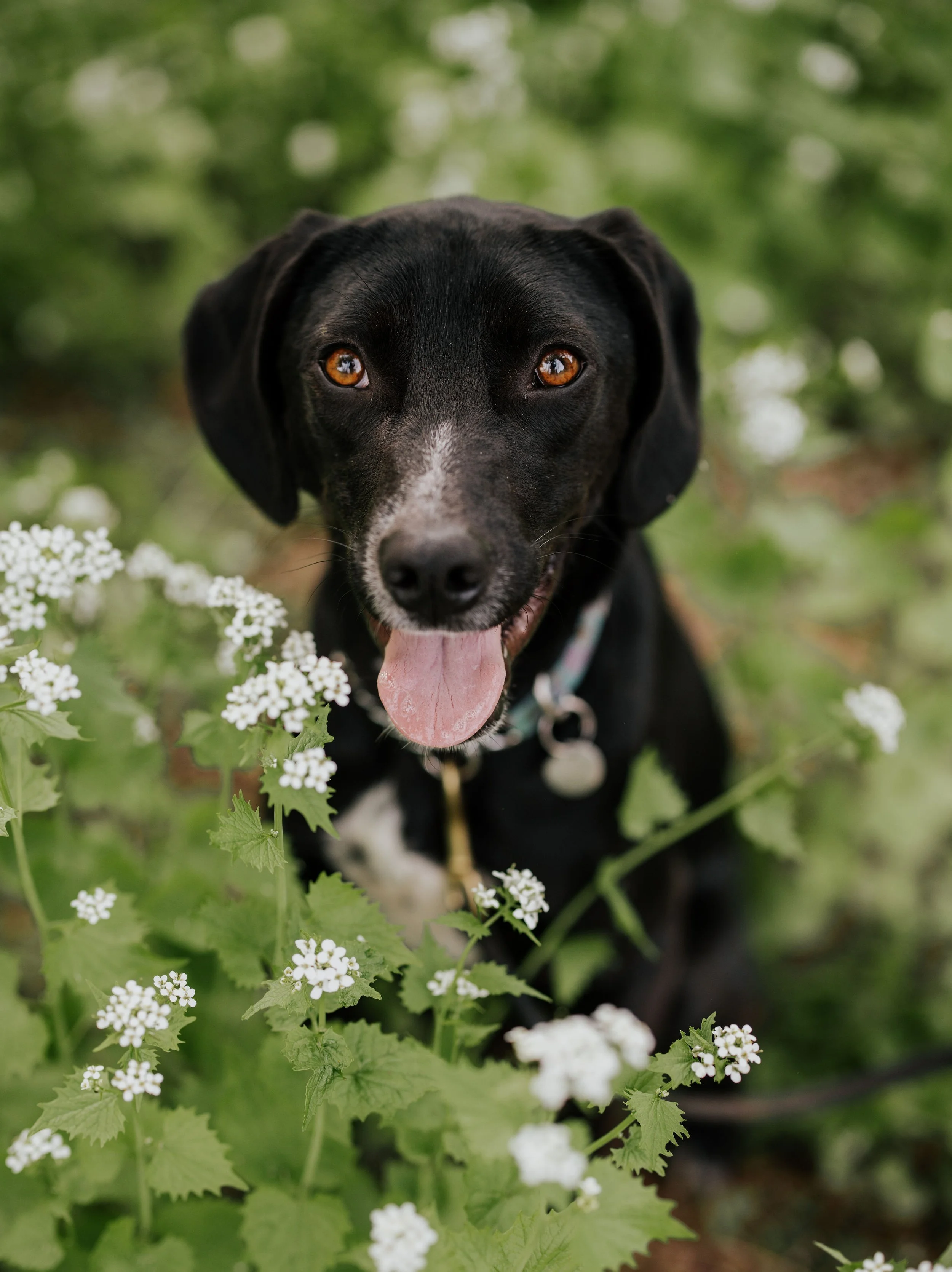 Available Dogs — Save Our Scruff