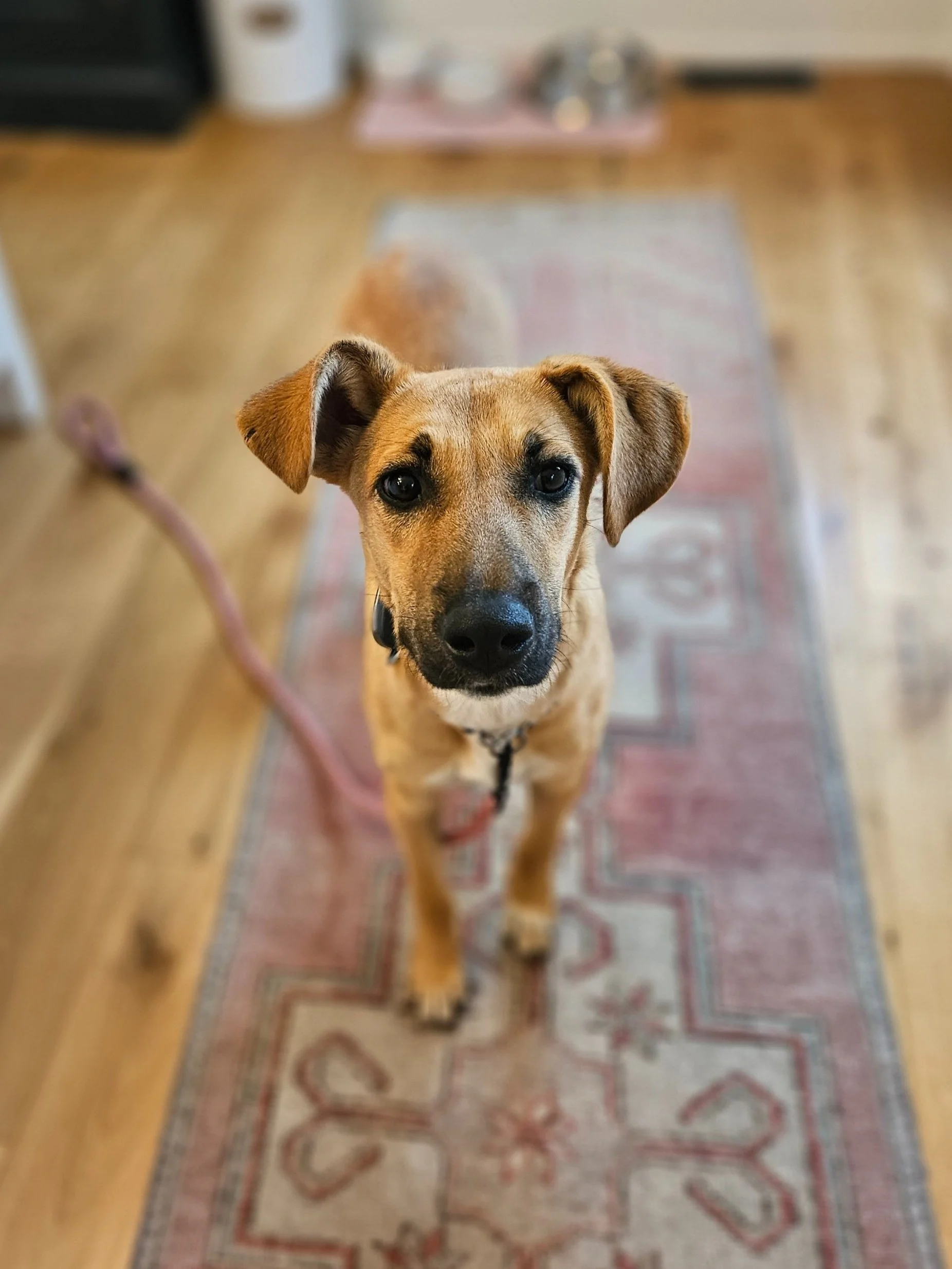 Available Dogs — Save Our Scruff