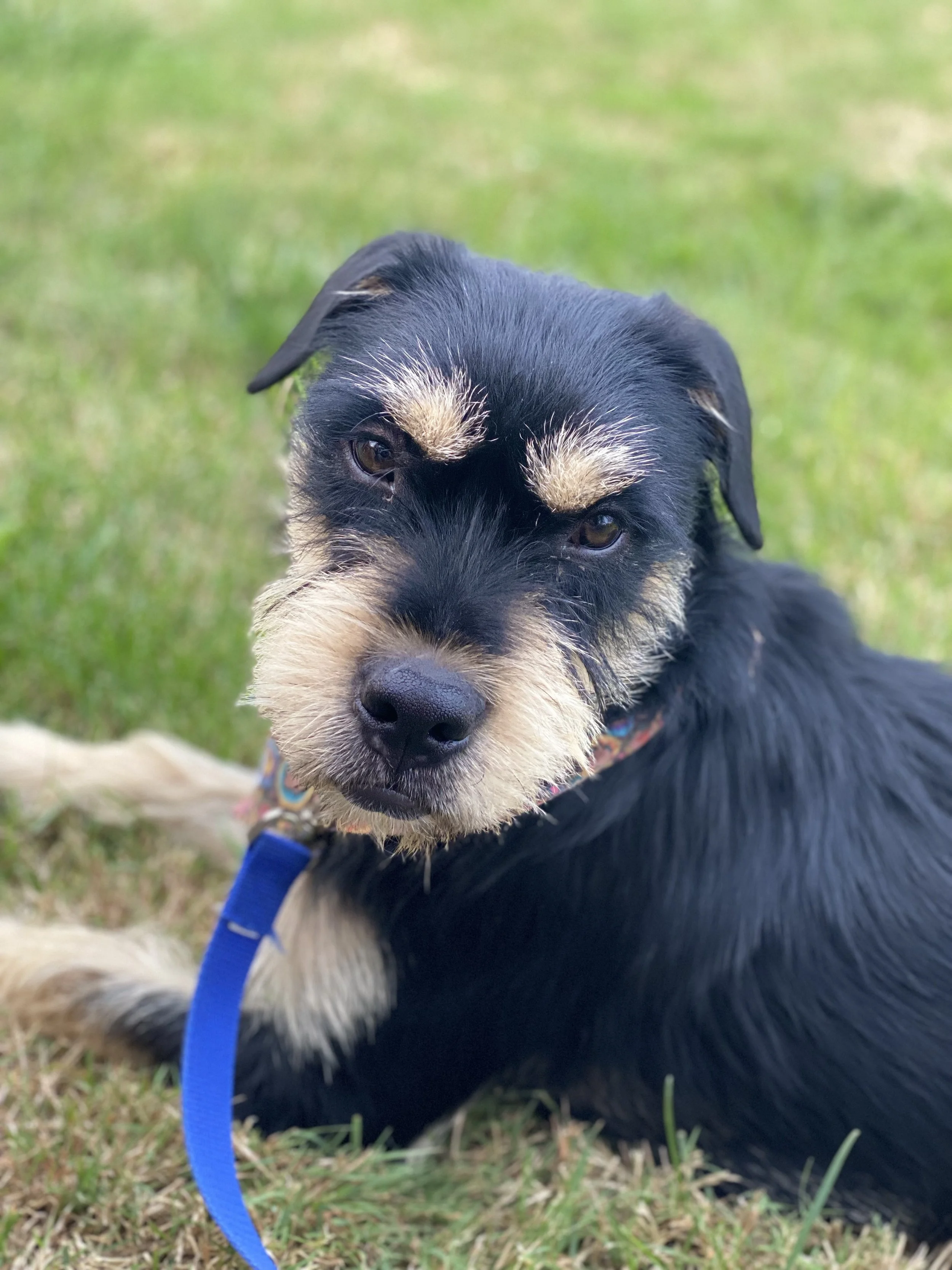Rottweiler Schnauzer Cross