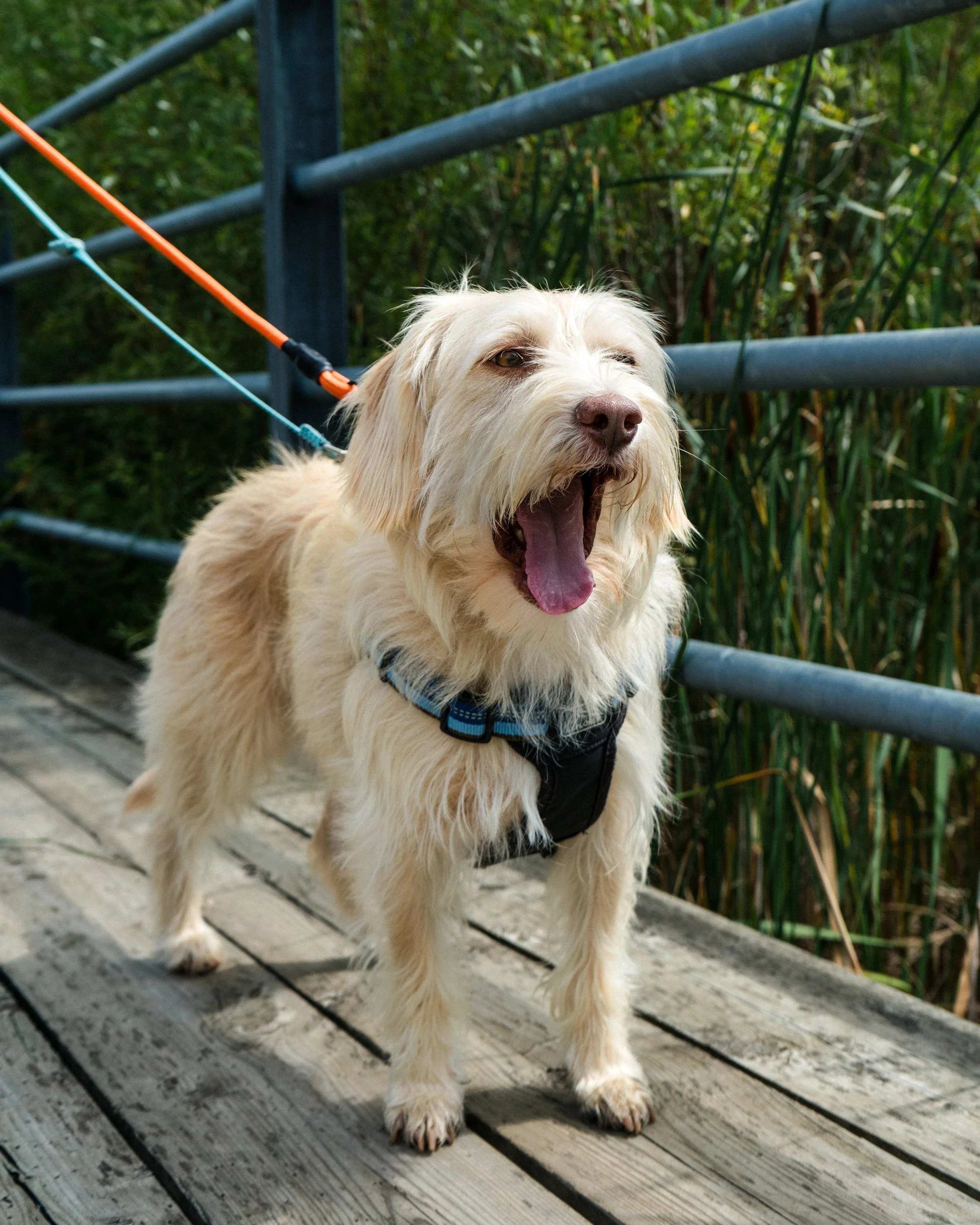 Available Dogs — Save Our Scruff