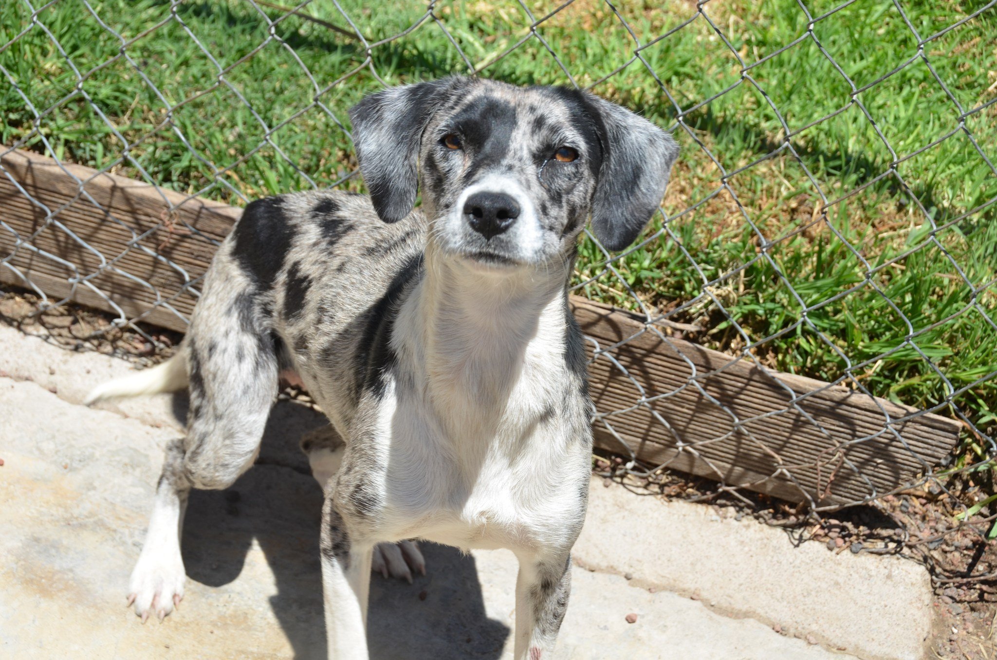 Available Dogs — Save Our Scruff