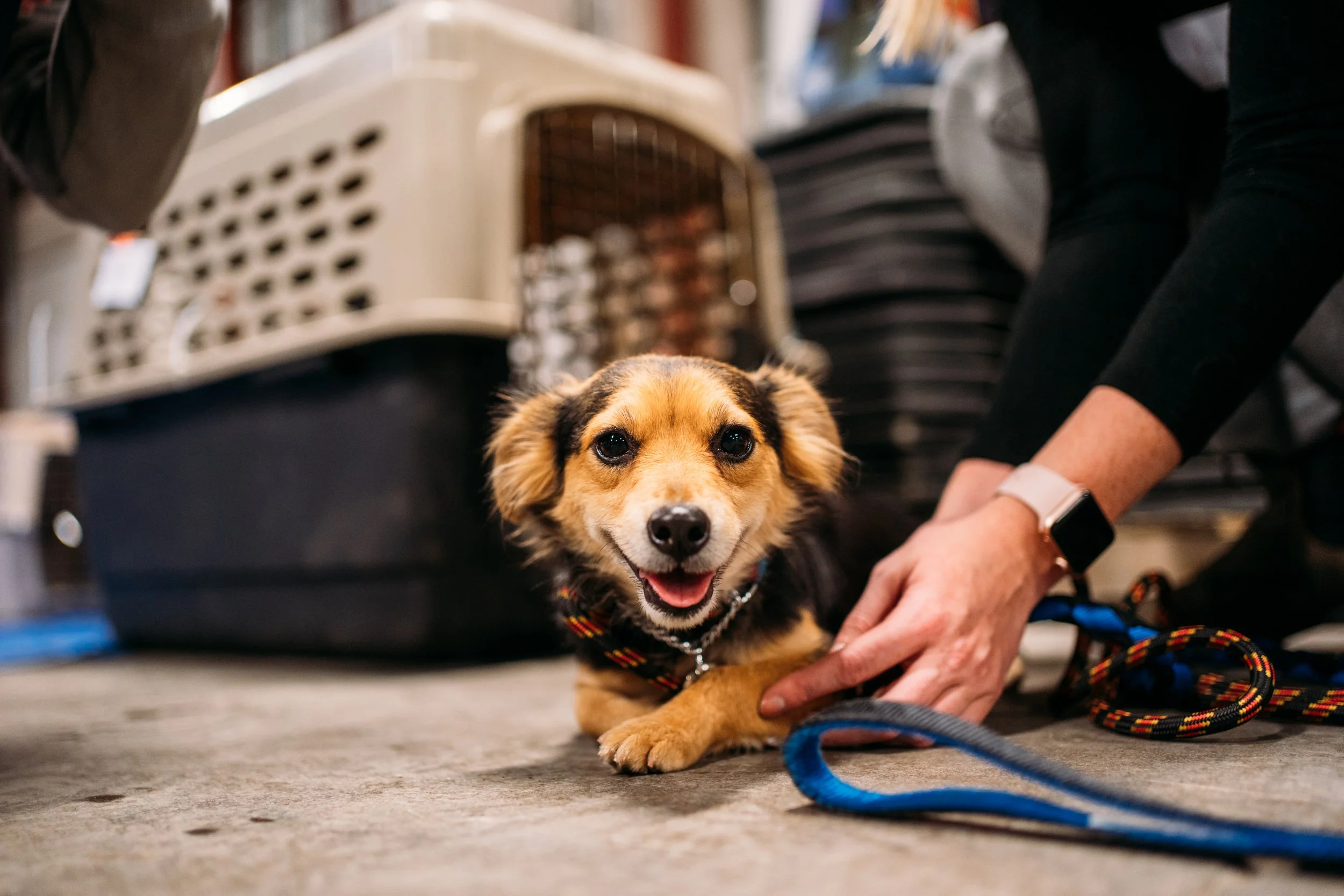 Giving Tuesday 2023 | Save Our Scruff Canada