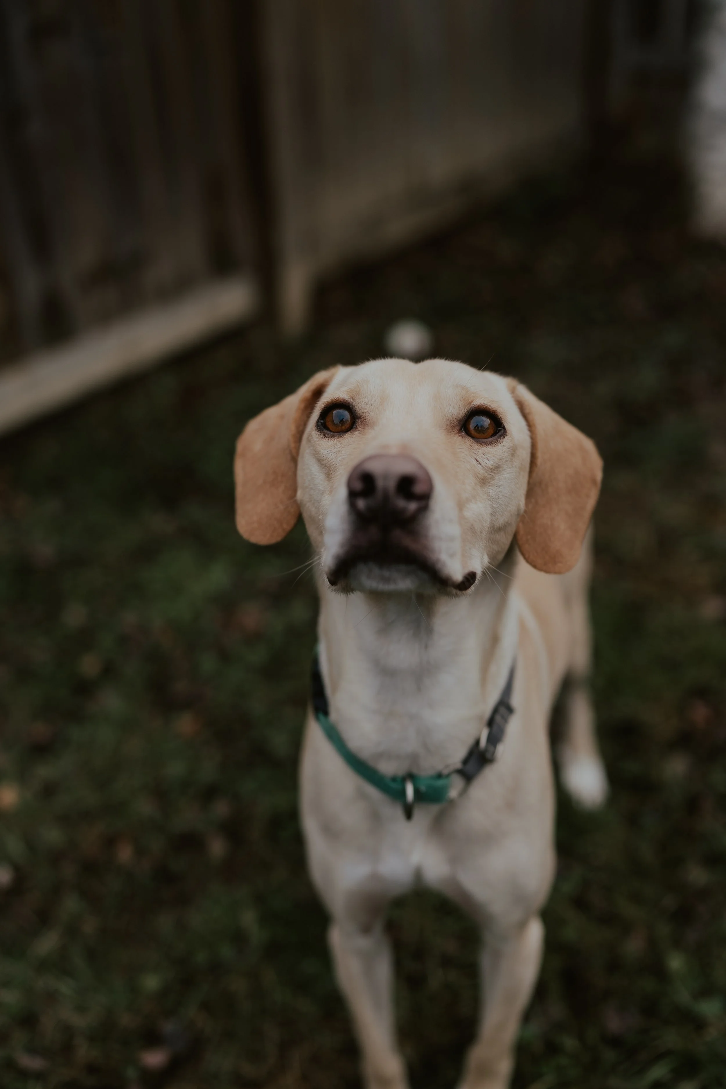 Available Dogs — Save Our Scruff