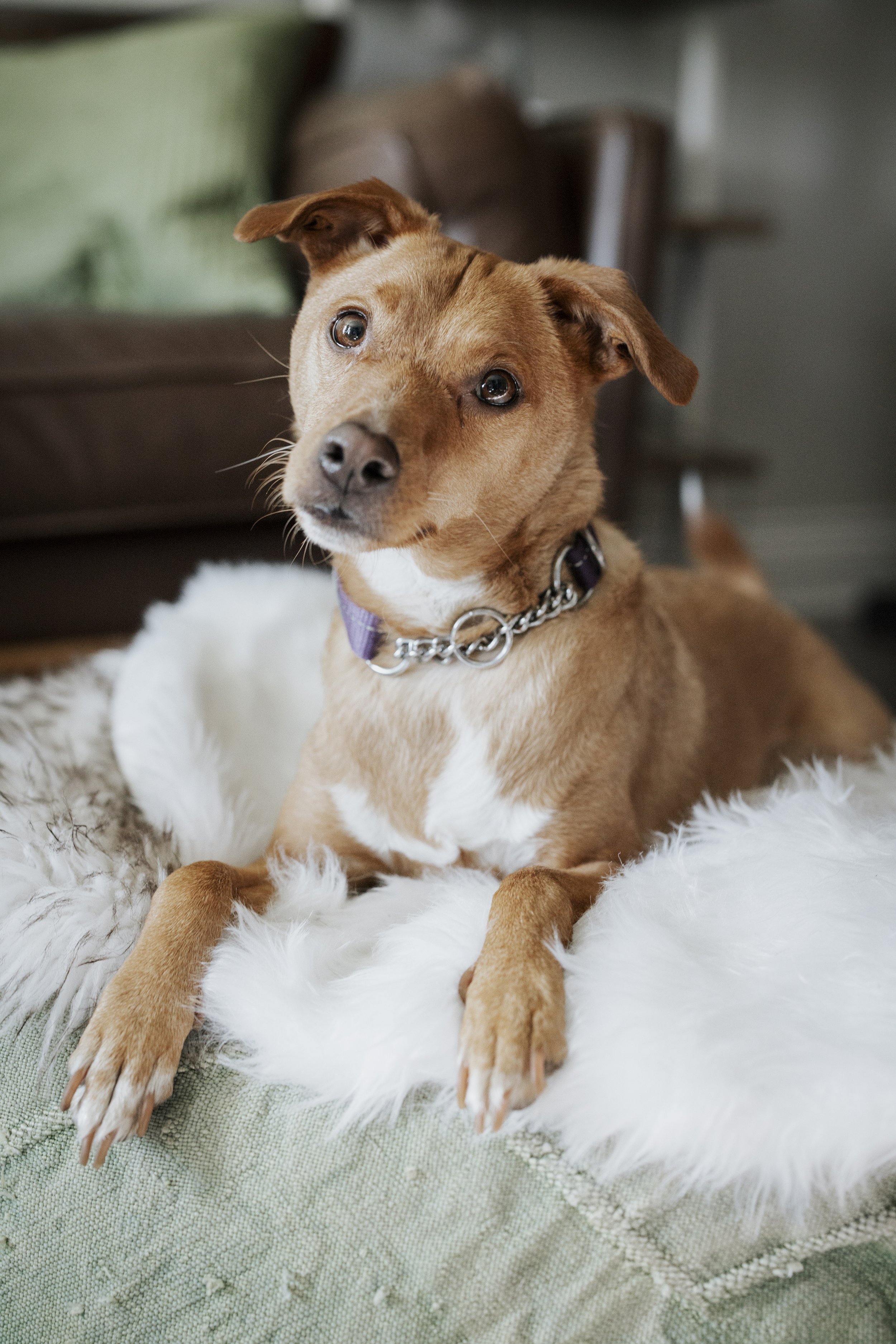 Available Dogs — Save Our Scruff