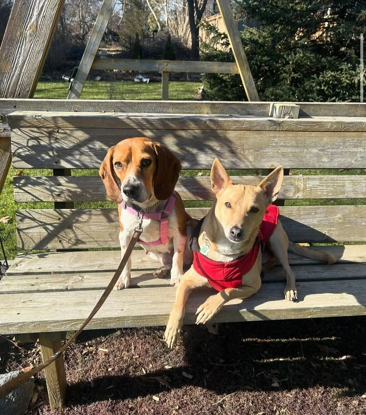 2024 — All Dogs | Save Our Scruff Canada