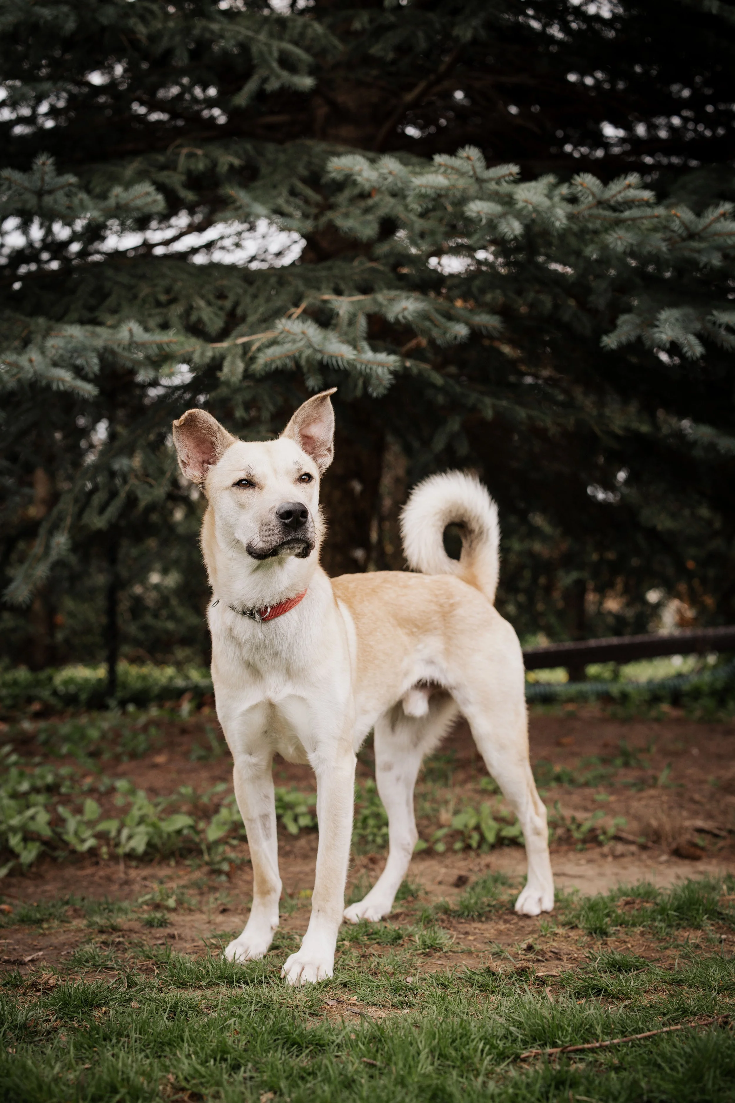 All Dogs | Save Our Scruff Canada