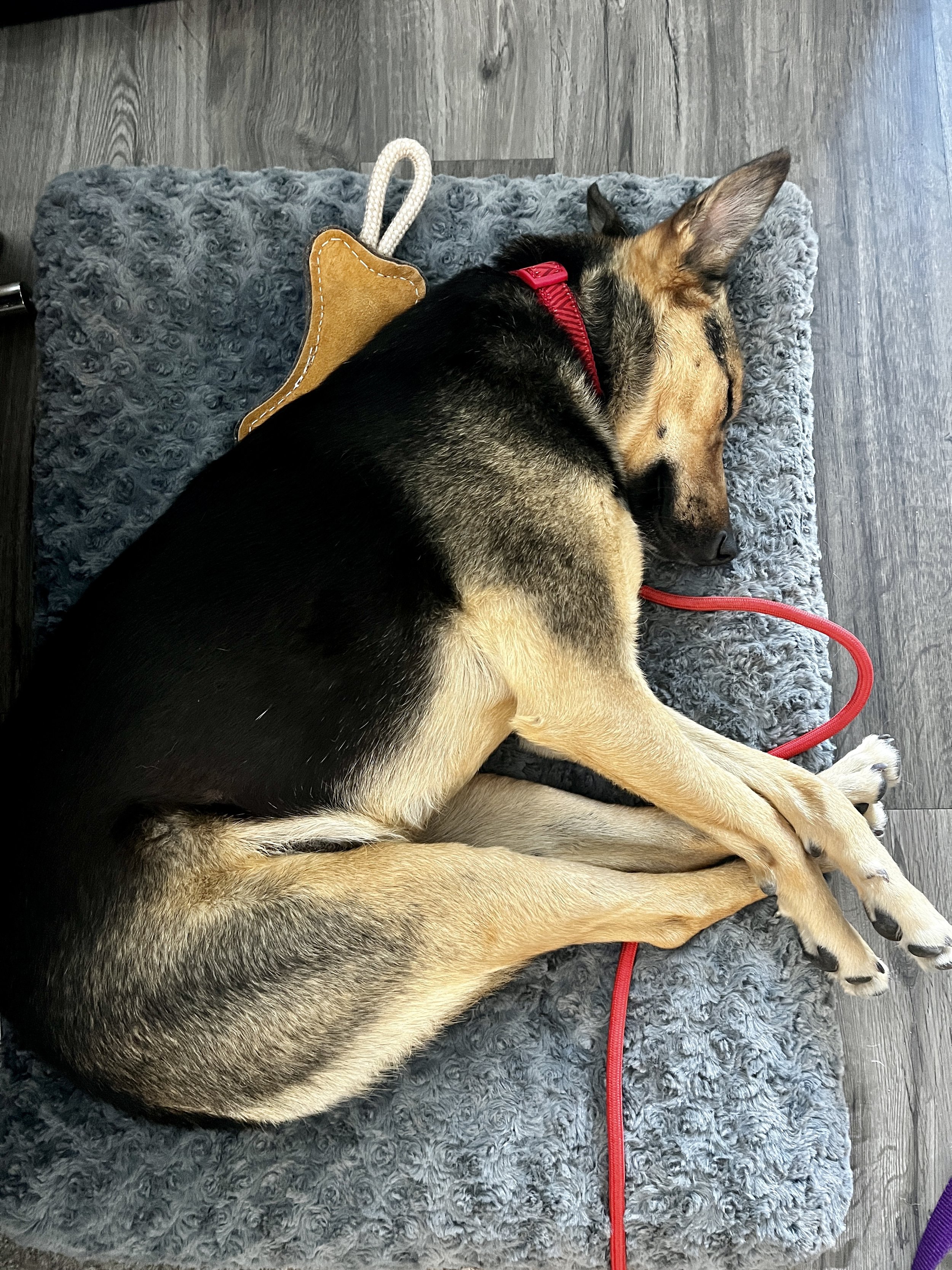 All Dogs | Save Our Scruff Canada