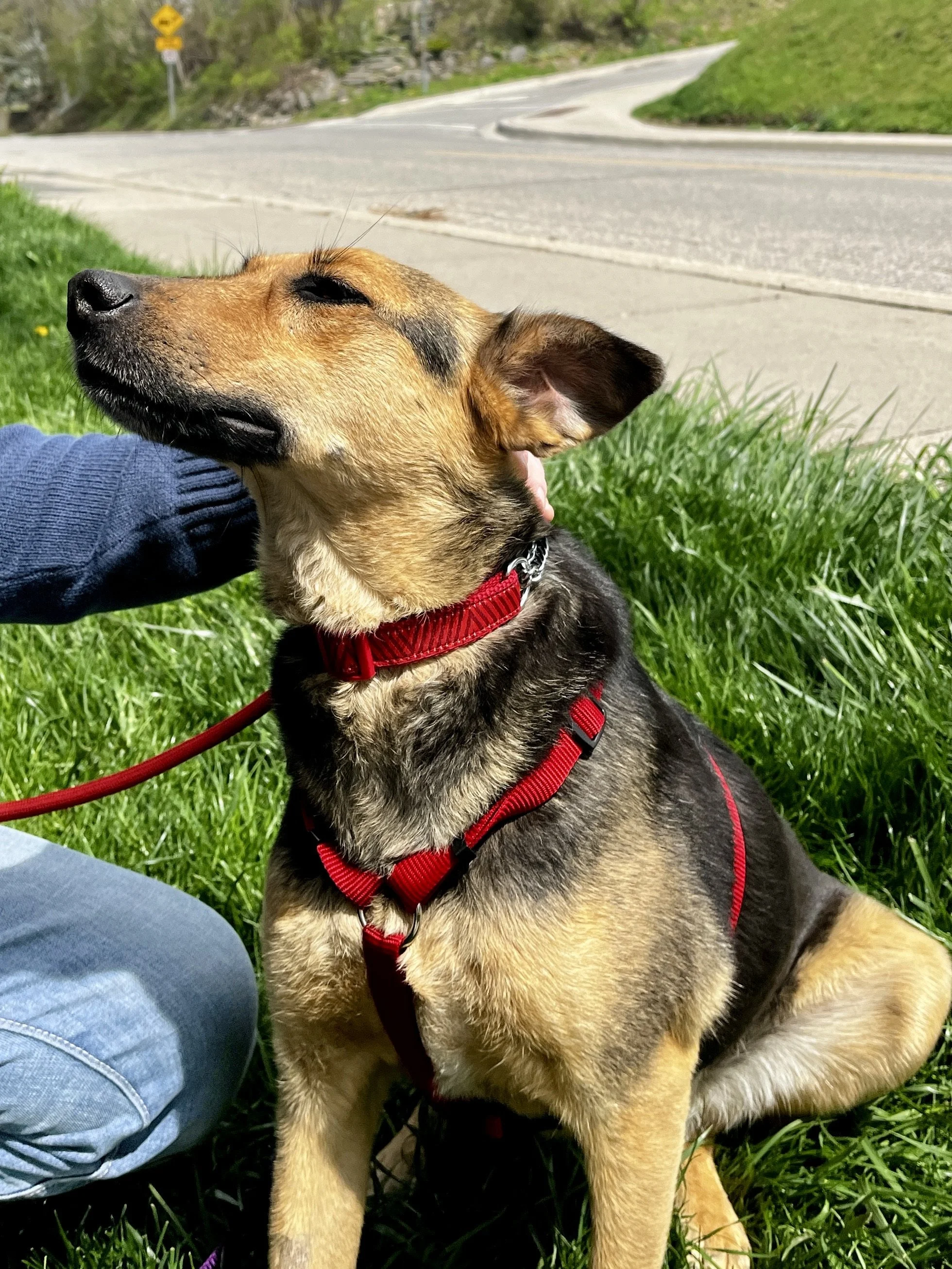 All Dogs | Save Our Scruff Canada