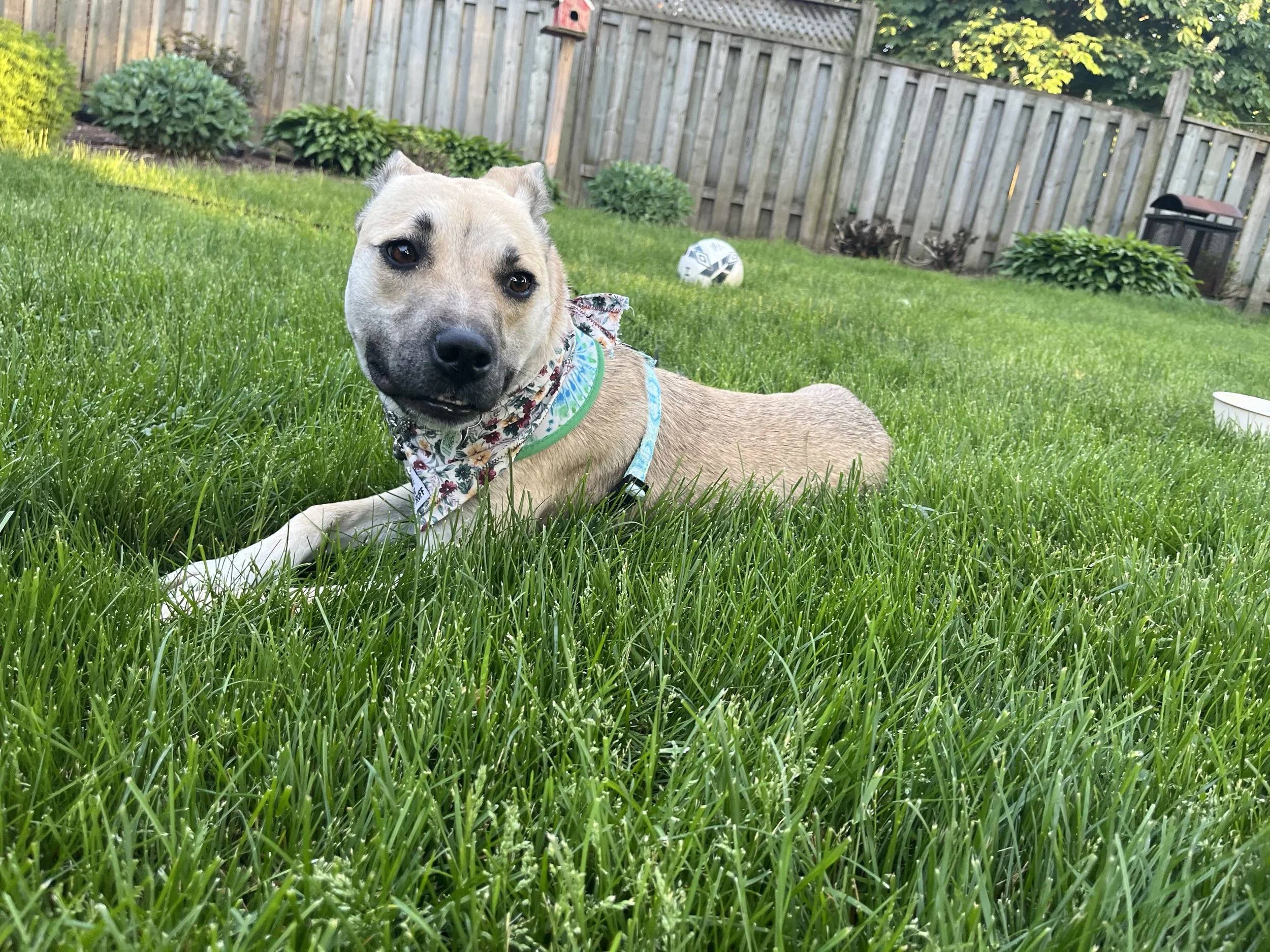 All Dogs | Save Our Scruff Canada