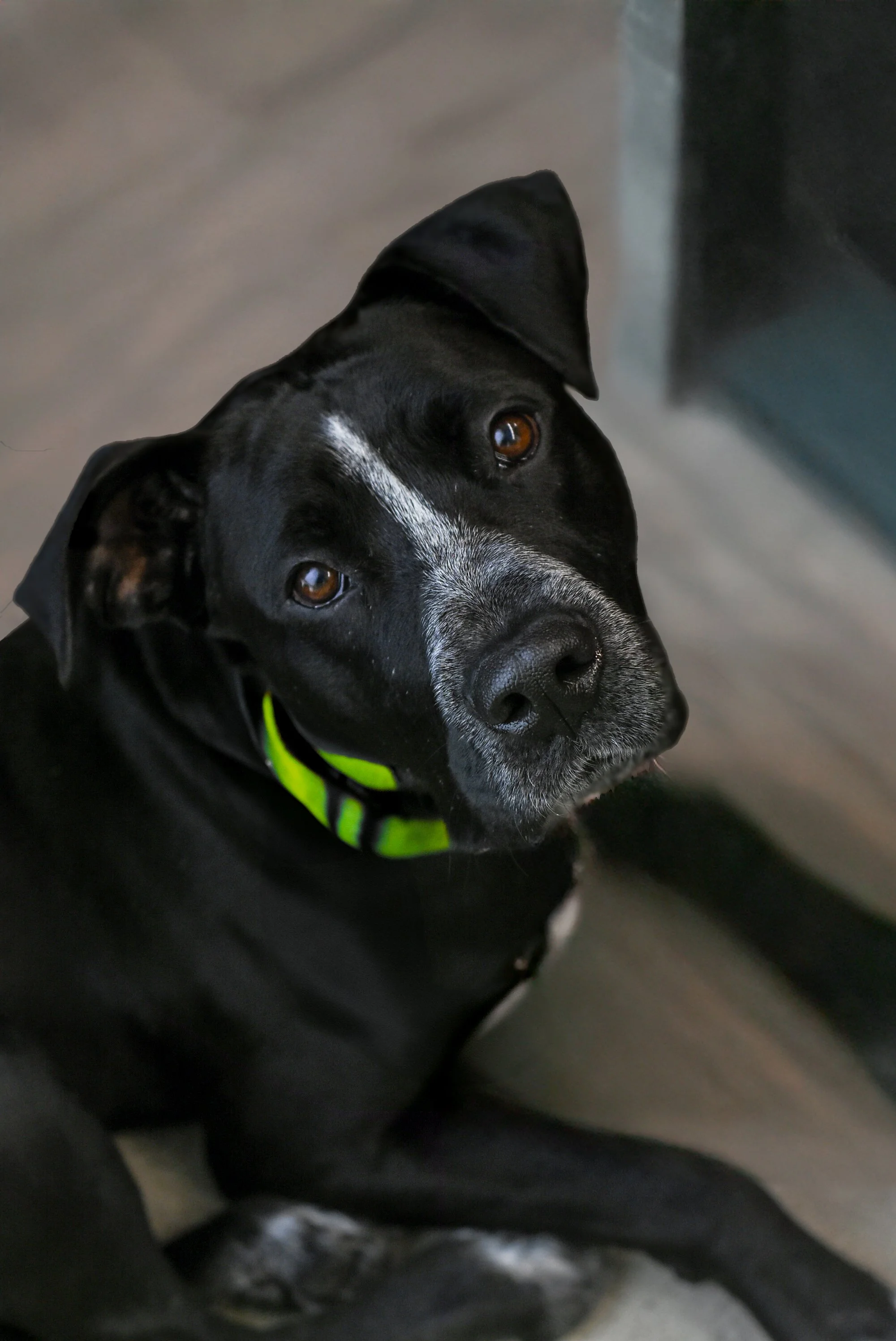 Dogs Available for Adoption | Save Our Scruff Canada