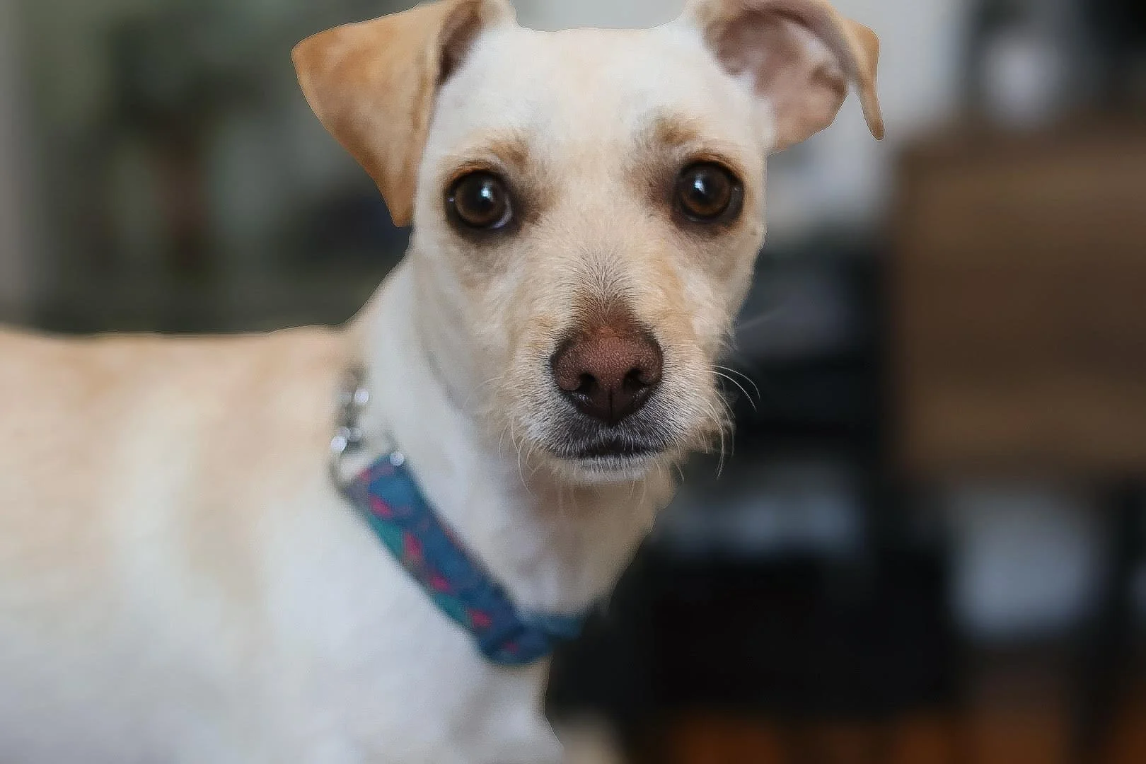 Dogs Available for Adoption | Save Our Scruff Canada