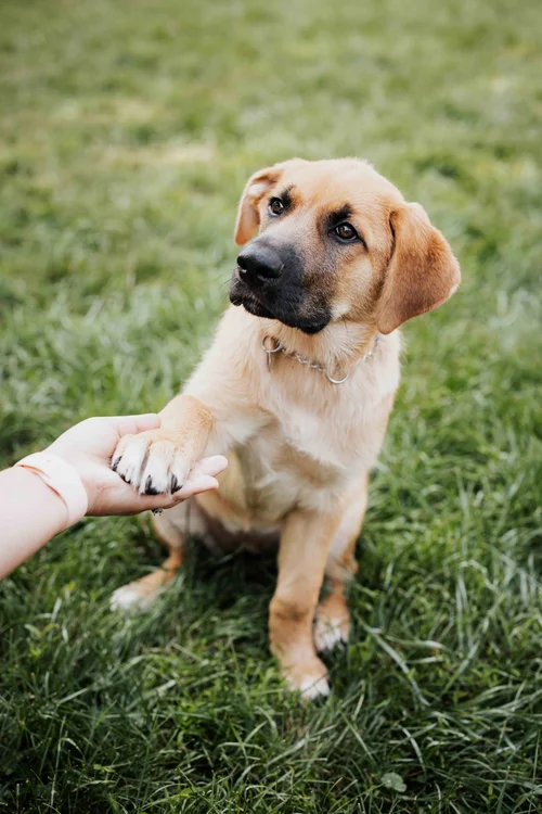 Save Our Scruff Dog Rescue Toronto Canada