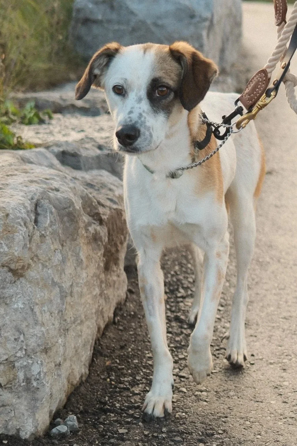 ISAAC | Save Our Scruff Canada