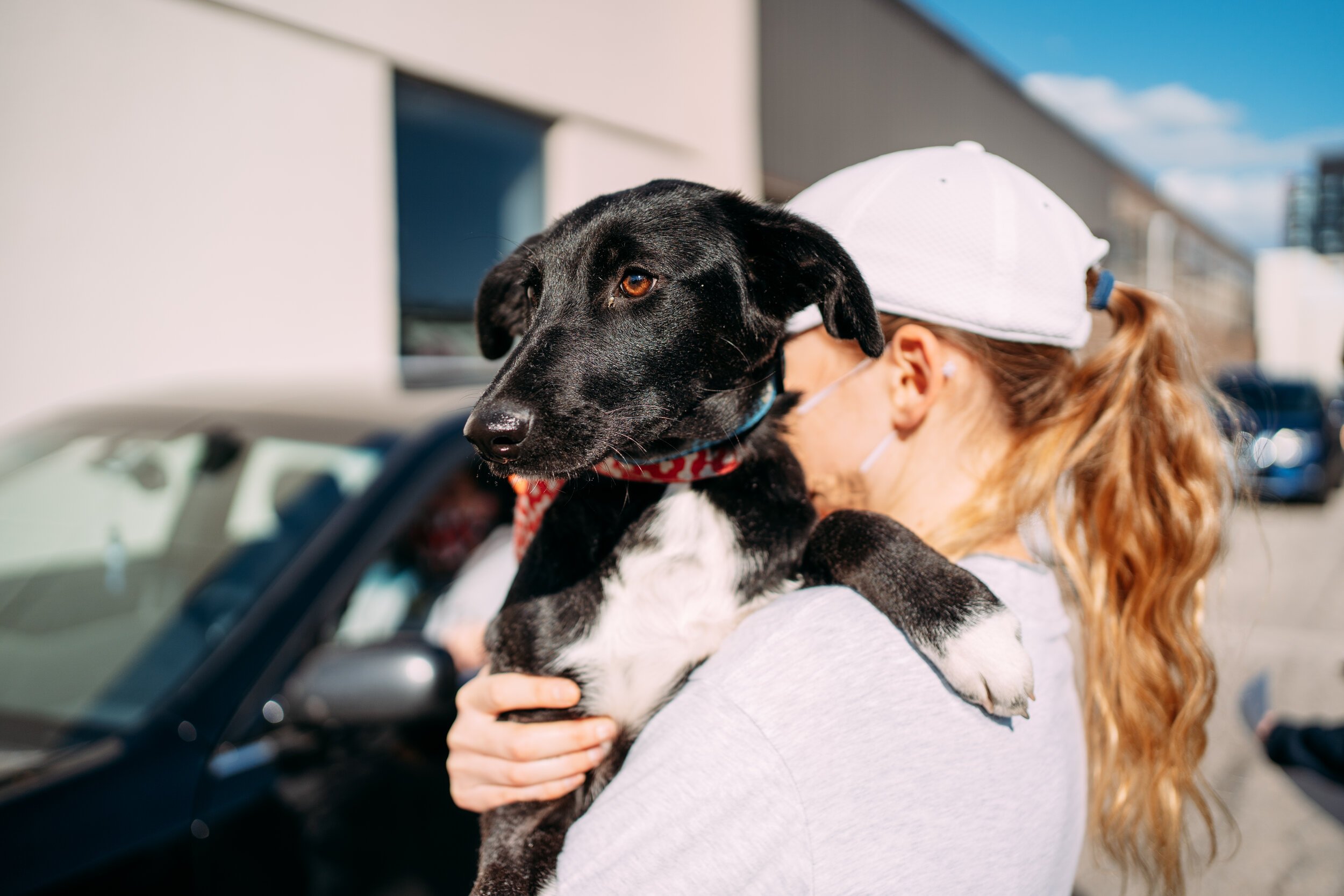 Save Our Scruff Dog Rescue Toronto Canada