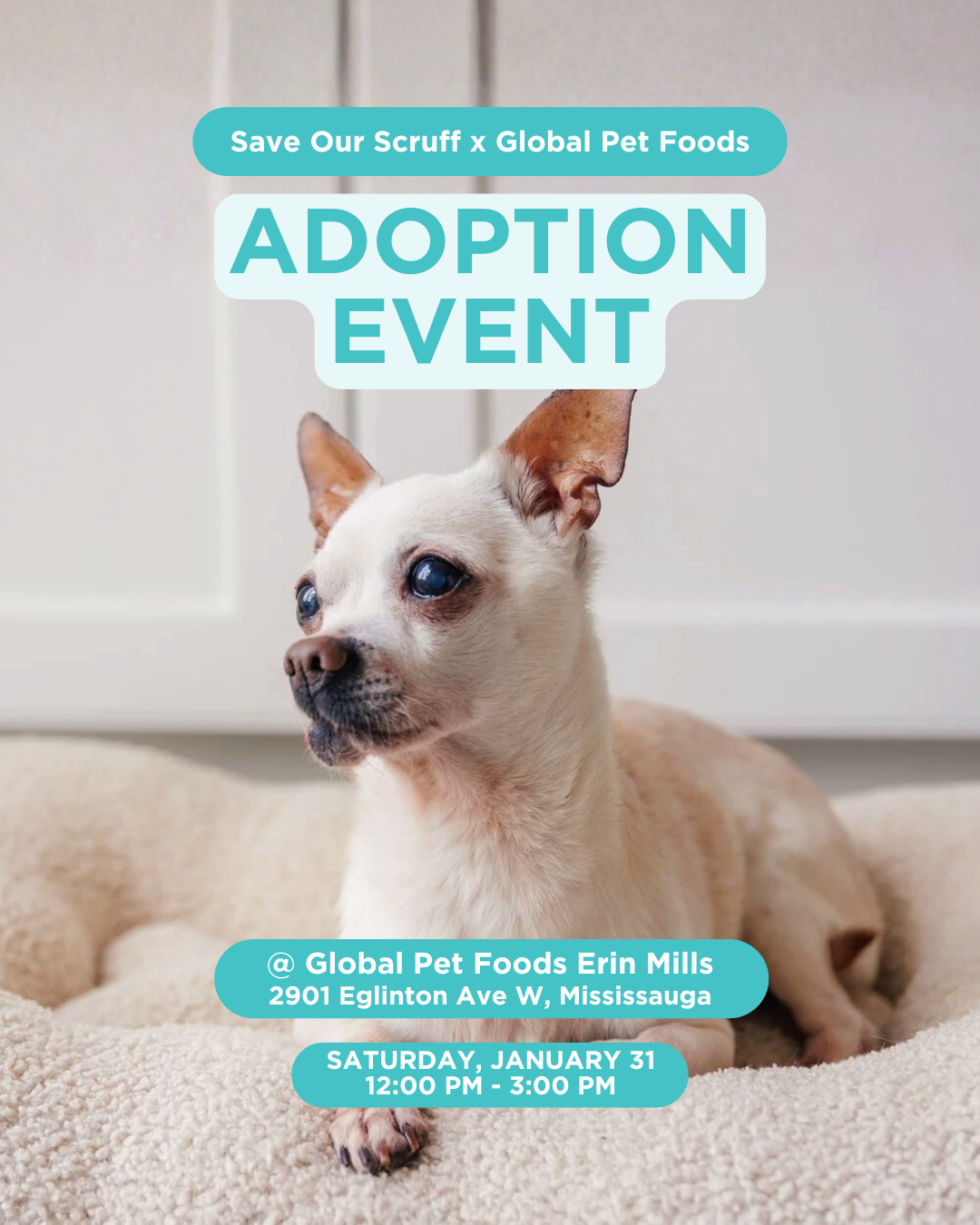 January Adoption Event | Save Our Scruff Canada