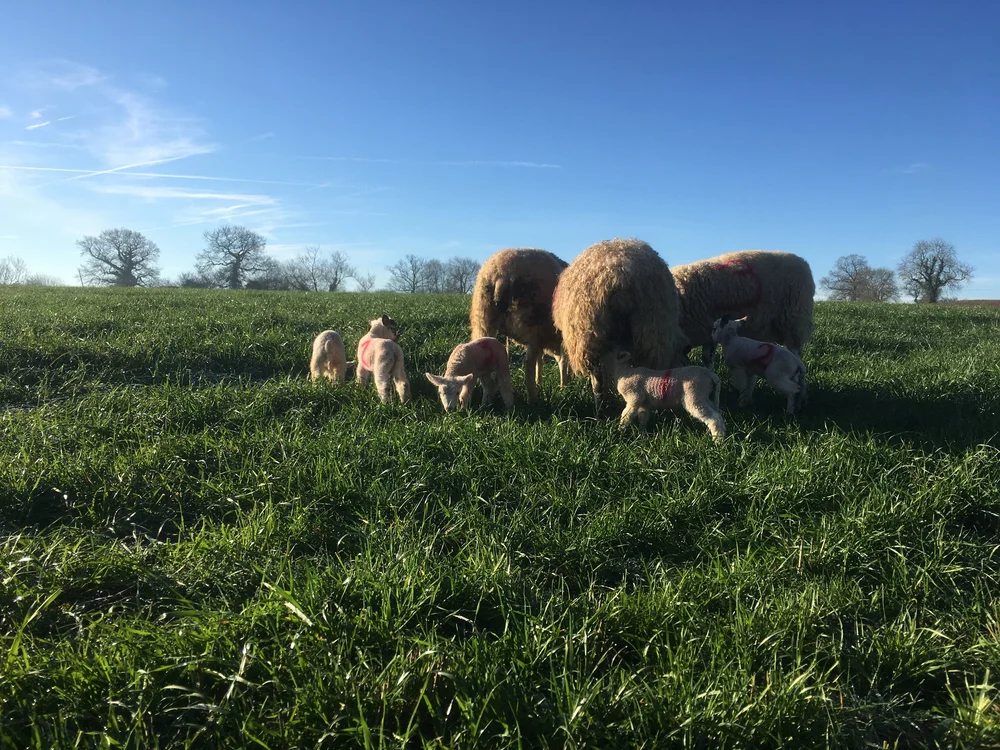 Can Sheep Survive Without A Shepherd