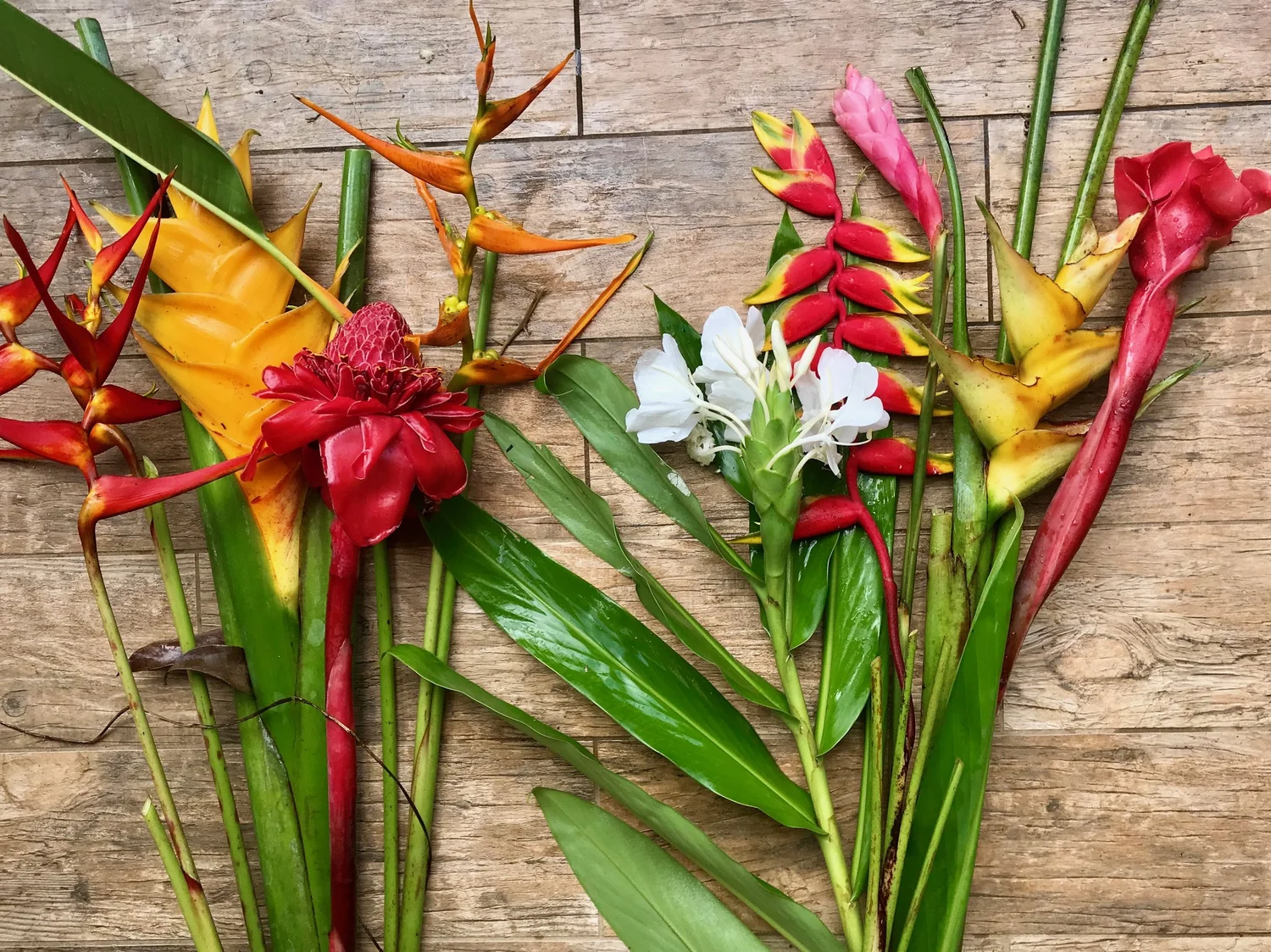 Tropical Plants And Flowers
