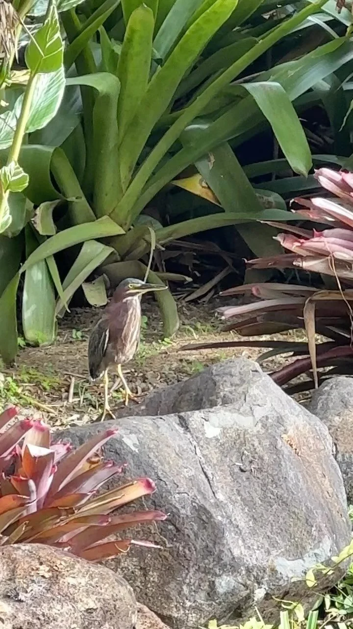 Our Story — Rainforest Inn Boutique Bed and Breakfast
