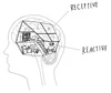 Bottom-Up Strategies for Supporting Kids - Interpersonal Neurobiology ...