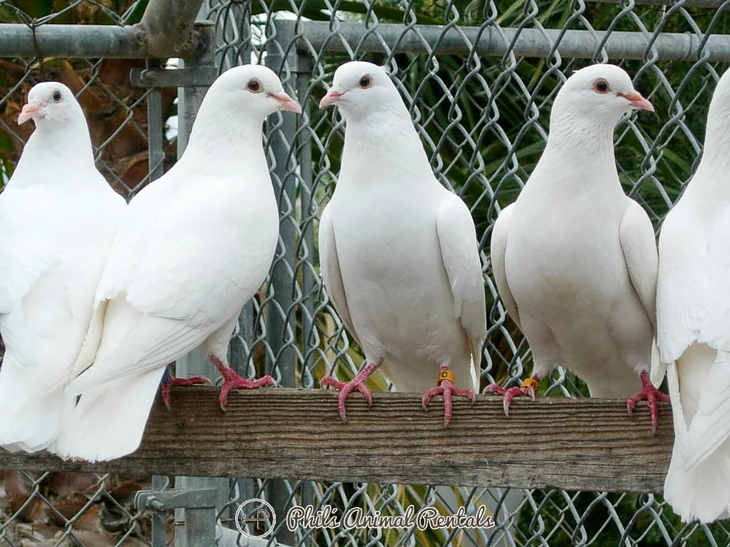 Pigeons + Doves — Phil's Animal Rentals