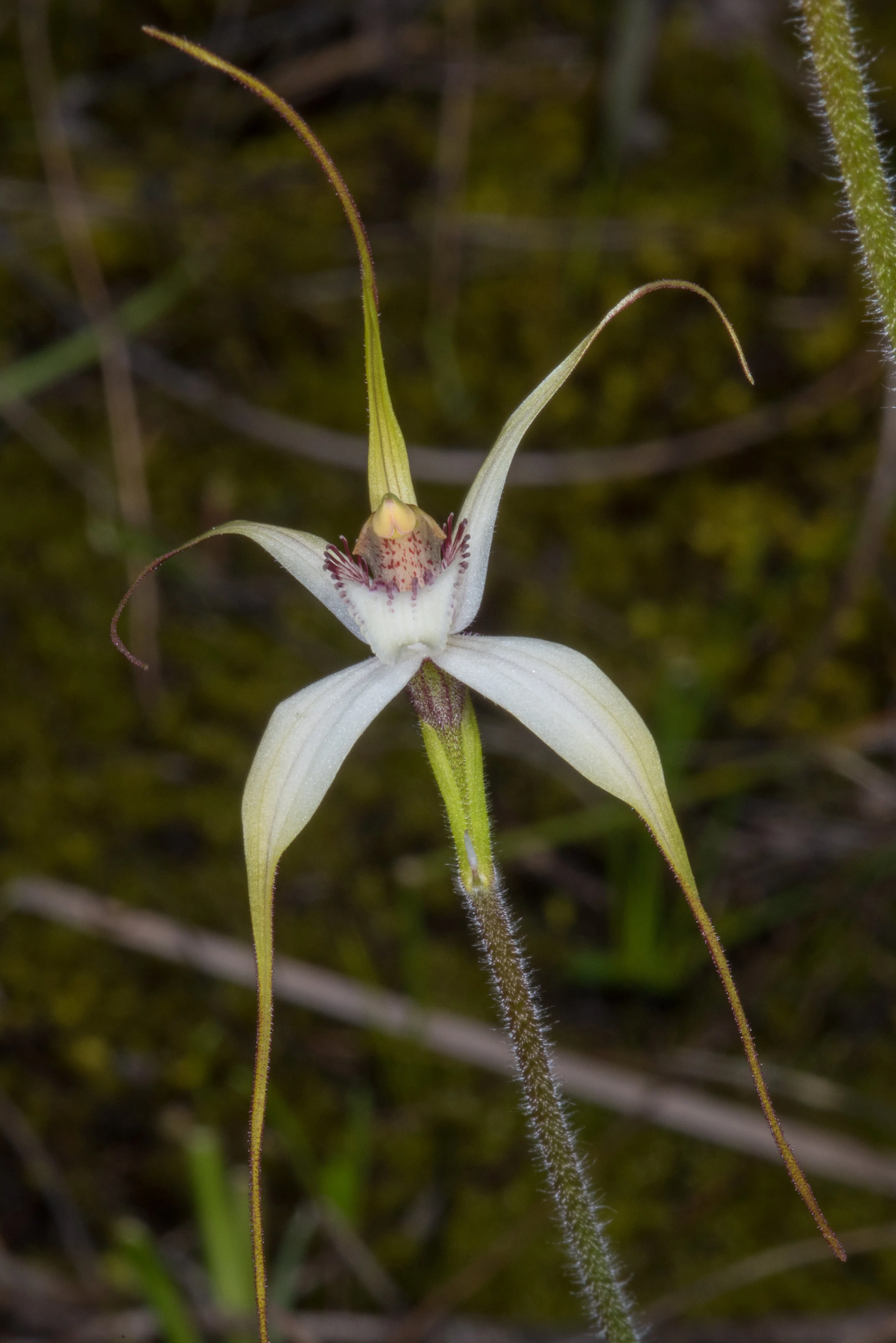 Western Australian Native Orchids — Jak and Corinne