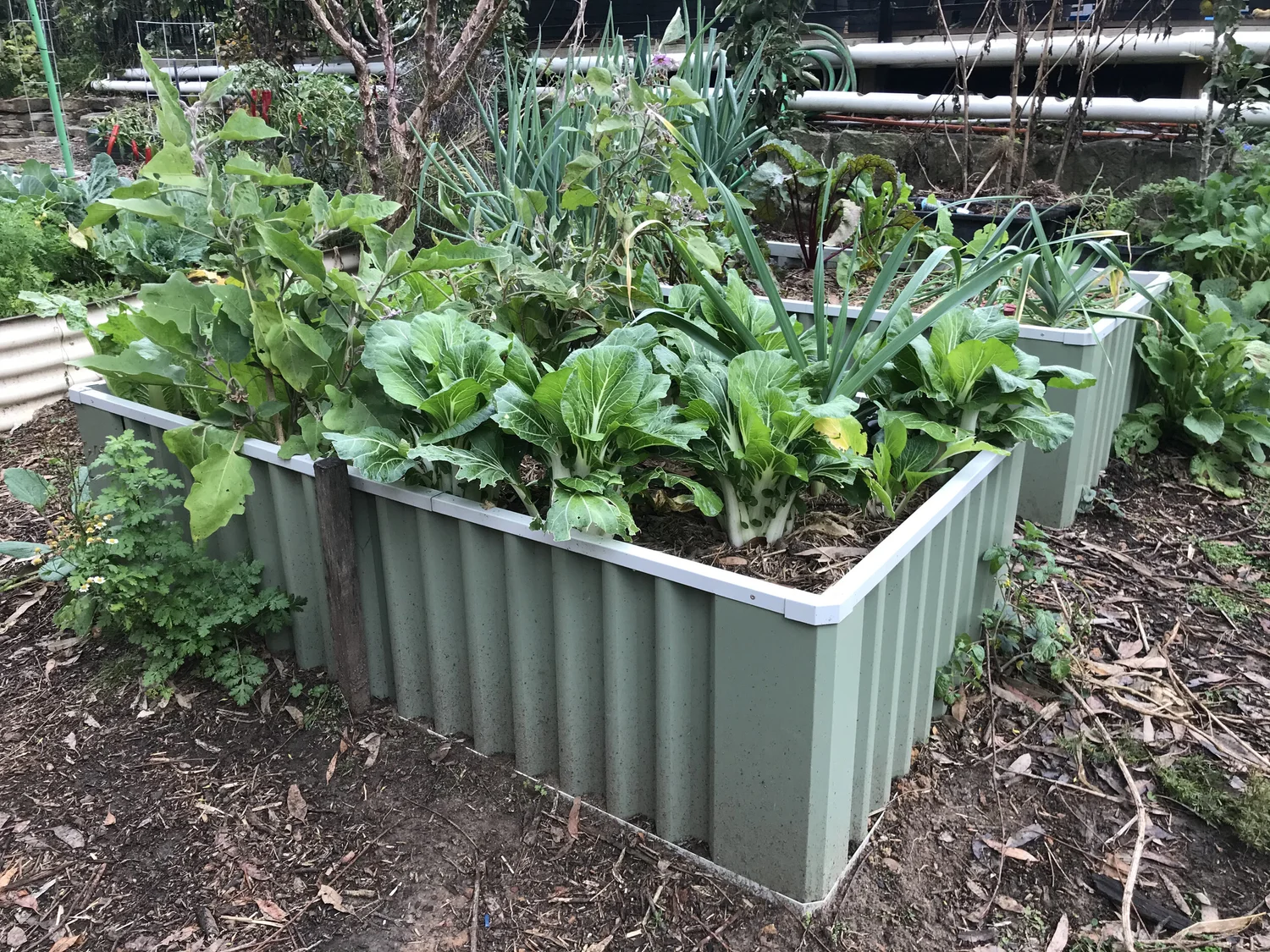 Wicking Bed Garden | Fasci Garden