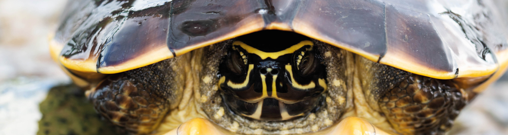 Lille skilpadde — Hjernelæring