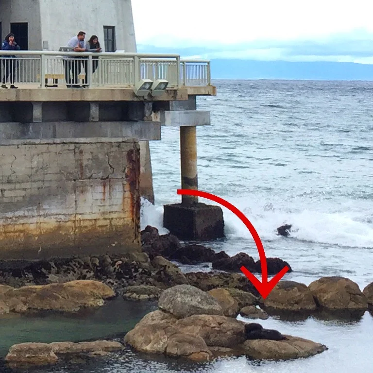 'Finding Dory' at the Monterey Bay Aquarium — My Big Fat Cuban Family ...