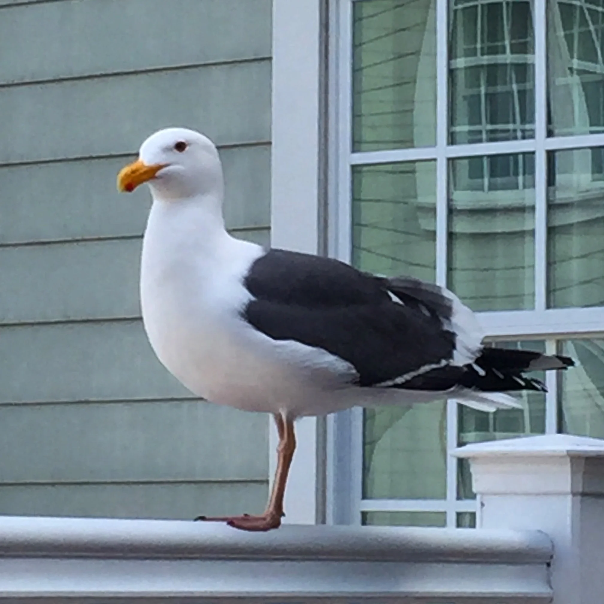 'Finding Dory' at the Monterey Bay Aquarium — My Big Fat Cuban Family ...