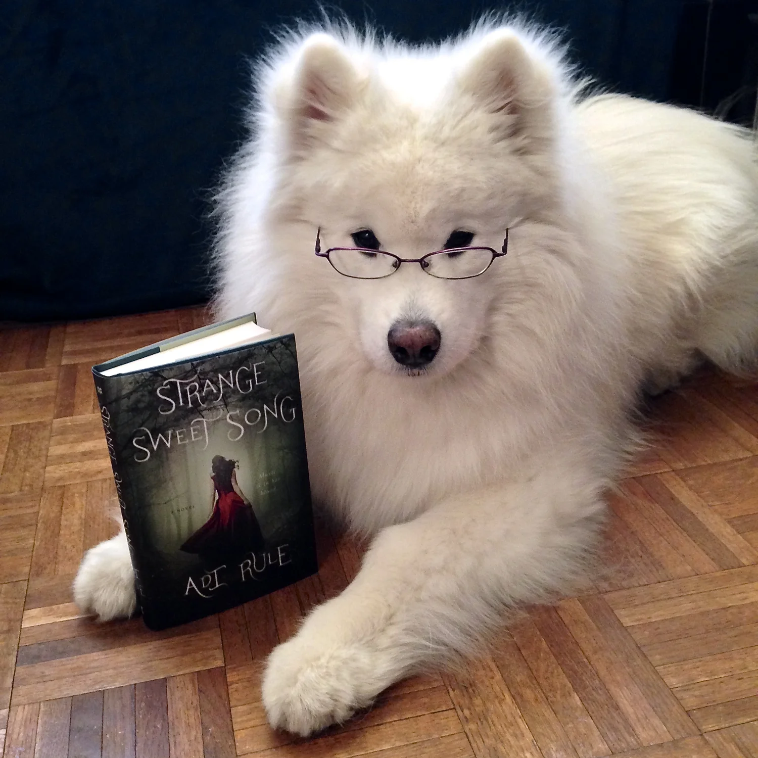 Why You Should Never Shave A Samoyed