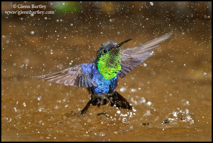 JESS FINDLAY PHOTOGRAPHY — The 15 Most Spectacular Hummingbirds!