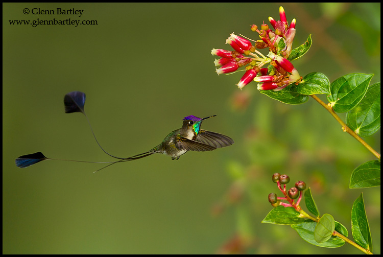 JESS FINDLAY PHOTOGRAPHY — The 15 Most Spectacular Hummingbirds!
