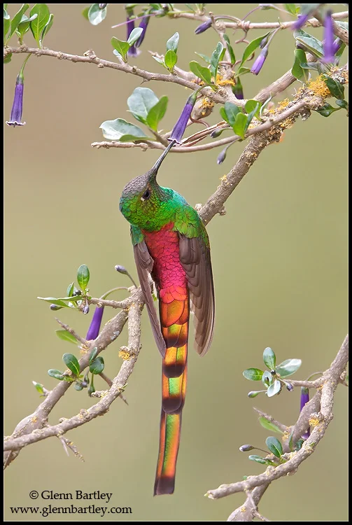 JESS FINDLAY PHOTOGRAPHY — The 15 Most Spectacular Hummingbirds!