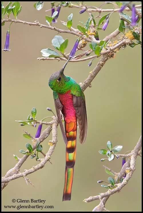 JESS FINDLAY PHOTOGRAPHY — The 15 Most Spectacular Hummingbirds!