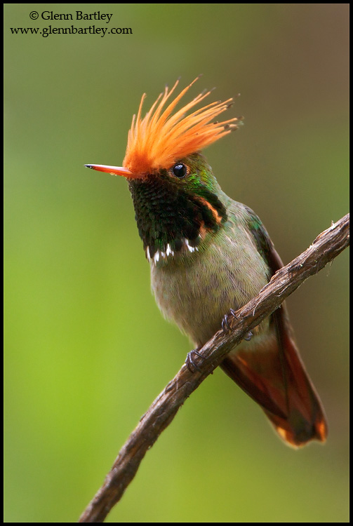 JESS FINDLAY PHOTOGRAPHY — The 15 Most Spectacular Hummingbirds!