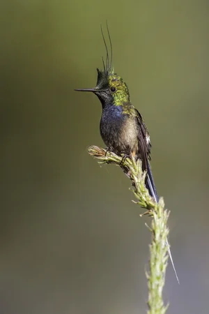 JESS FINDLAY PHOTOGRAPHY — The 15 Most Spectacular Hummingbirds!