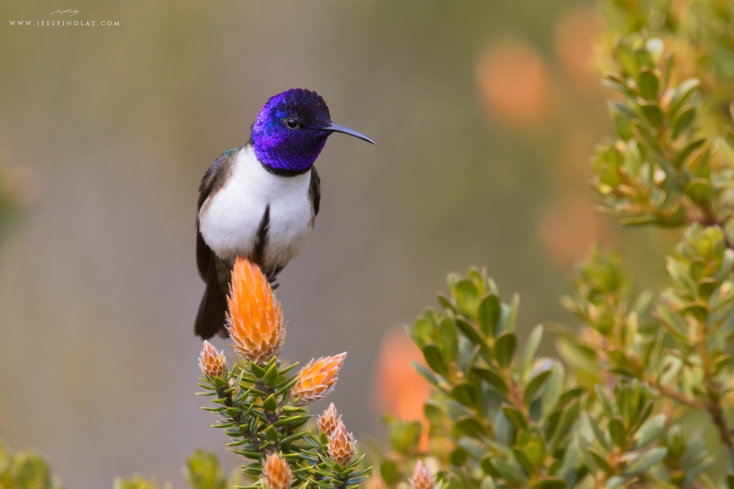 JESS FINDLAY PHOTOGRAPHY — The 15 Most Spectacular Hummingbirds!