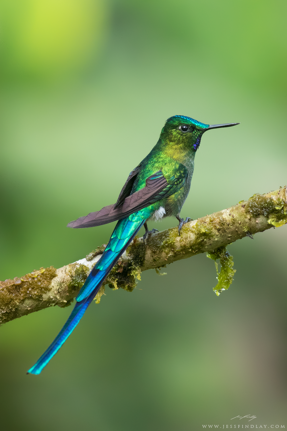 JESS FINDLAY PHOTOGRAPHY — The 15 Most Spectacular Hummingbirds!